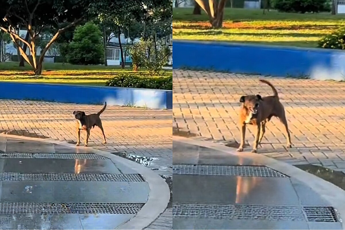 Cachorrinho de rua encanta moradores com pedido inusitado na praça