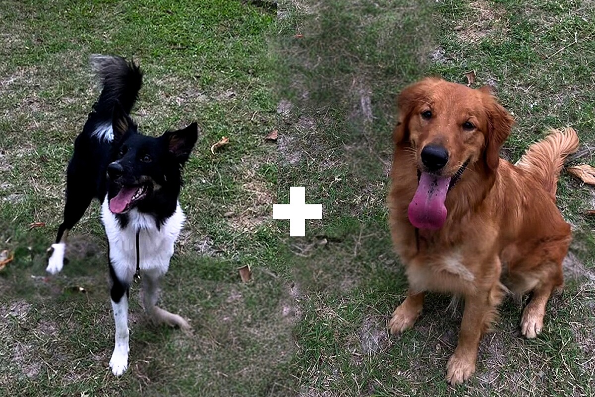 Filhotes mistura de golden e border collie nascem bem diferentes do ...