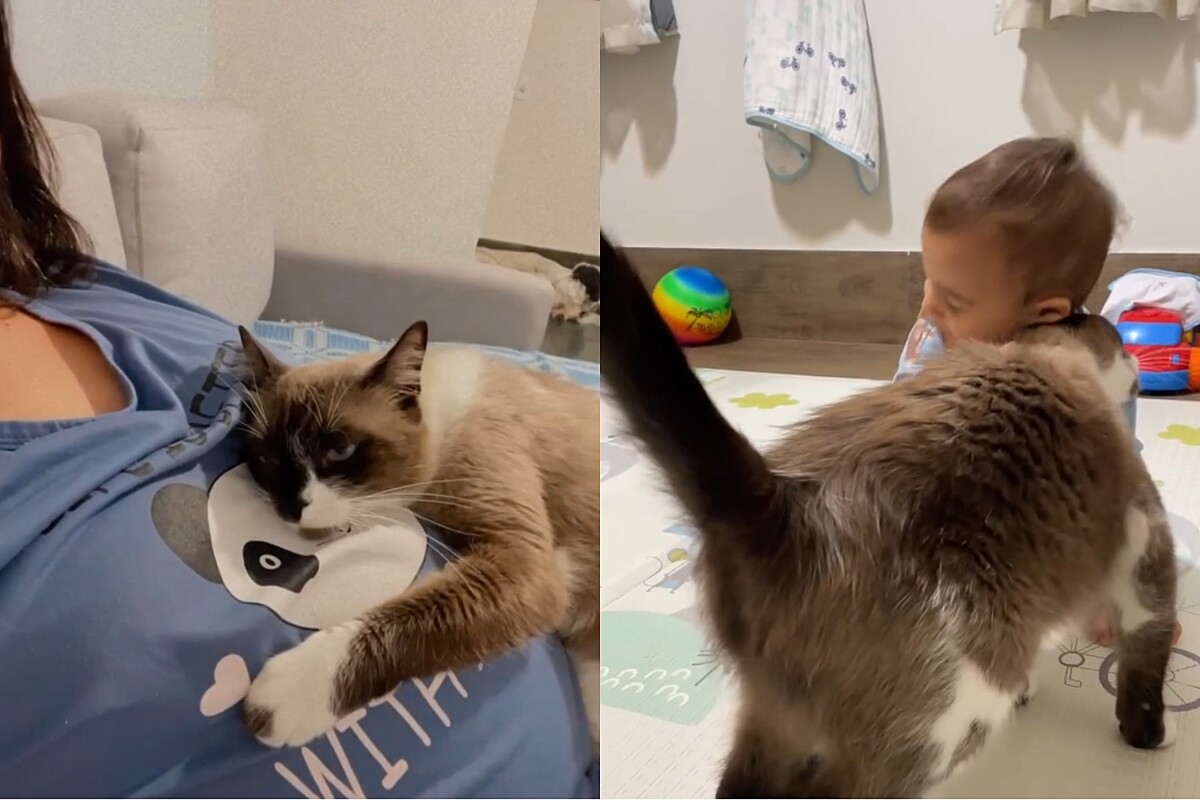 'O mini humano é dele!': Gato que cuidou da tutora durante gestação é ...