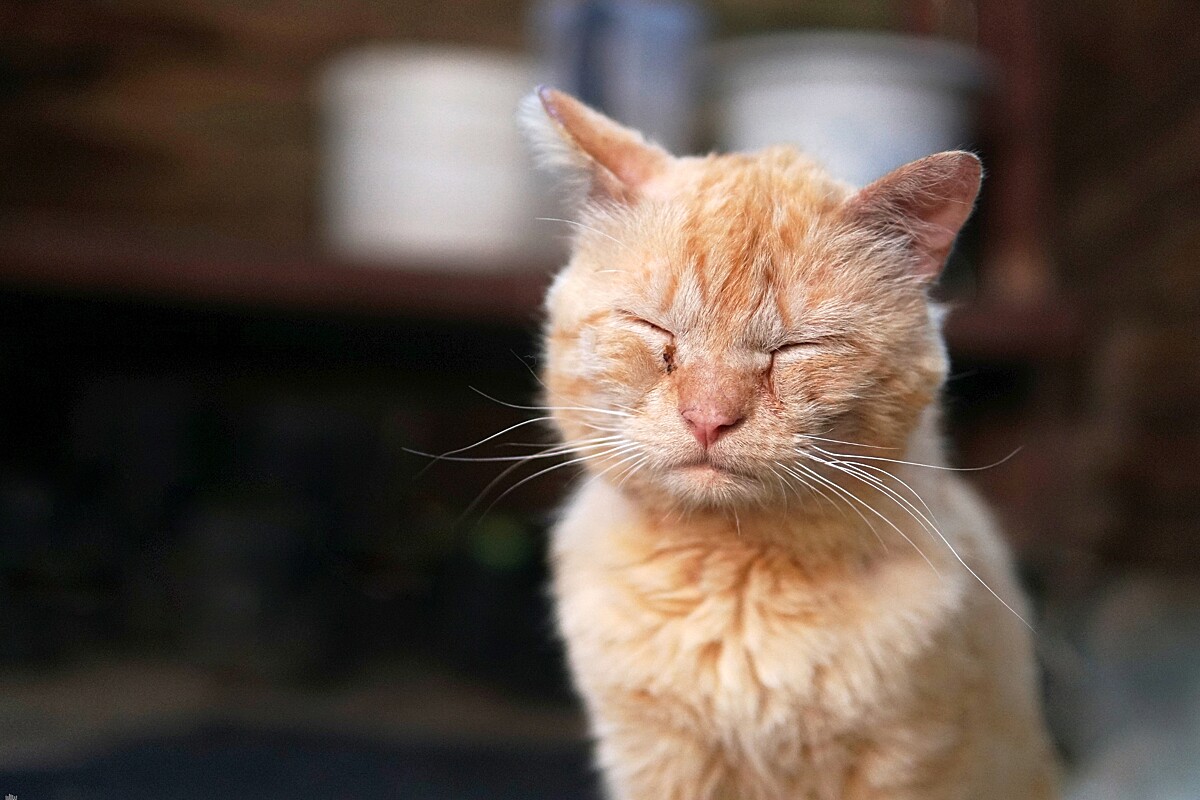10 sinais de que o seu gato está se sentindo ignorado