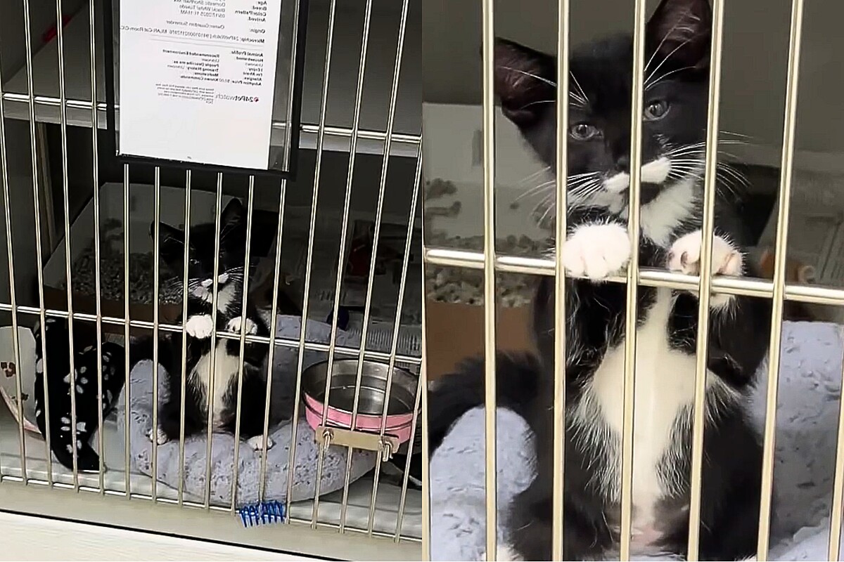 Em abrigo de animais, gato frajolinha coloca as patinhas em grade ...