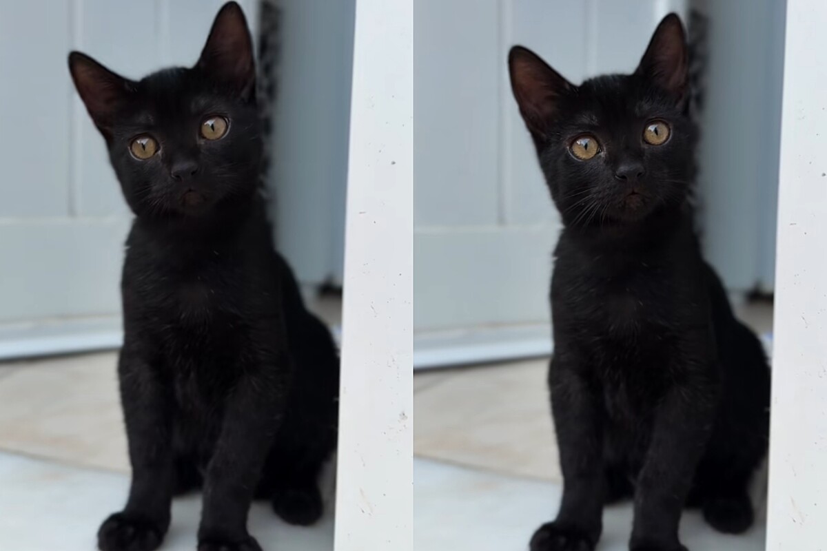 “O importante é ter saúde”: Conheça Croquete Mafarrico, o gato que ...