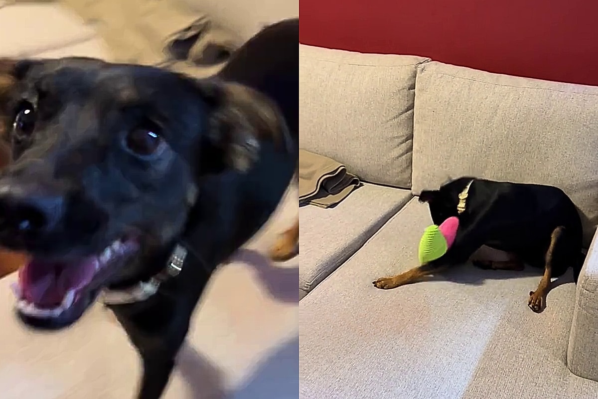 Cachorra de abrigo chega ao seu novo lar e em 5 minutos tem atitude que ...