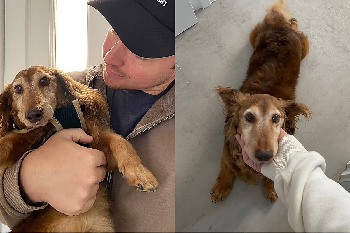 Aos 14 anos, cão salsicha ganha nova família e vive os melhores anos de ...