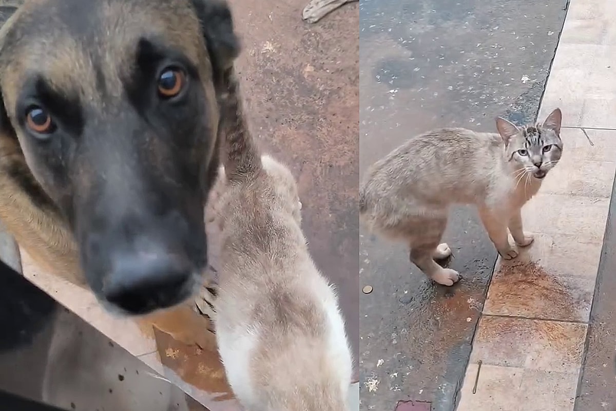 'Olha lá o Zeus e o gato do Zeus': Cão que caiu na pirâmide dos gatos ...