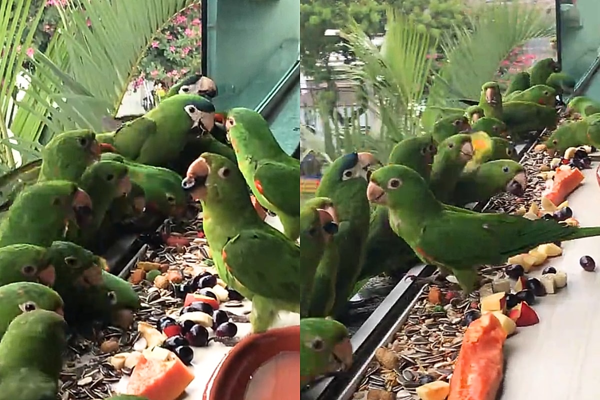 "Que presente": Moça faz café da manhã de luxo para aves e dezenas ...