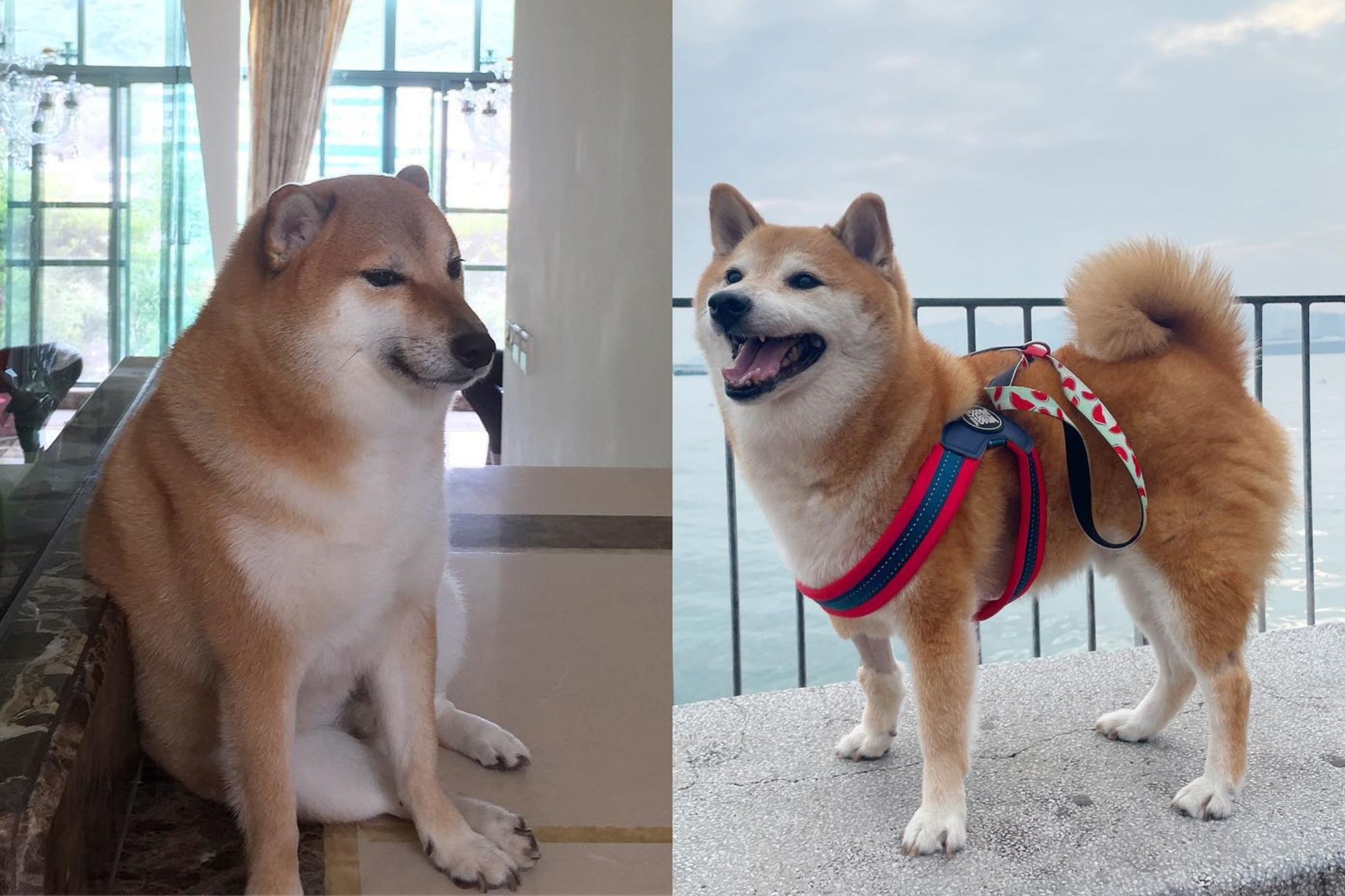 Cachorro Que Virou Meme Morre Aos 12 Anos