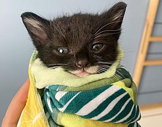 Gato debilitado é salvo por voluntária, animal cresce e se torna um ...