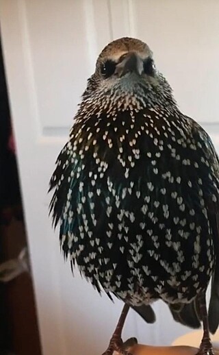 Pássaro encanta a web ao cantar música tema do filme Harry Potter