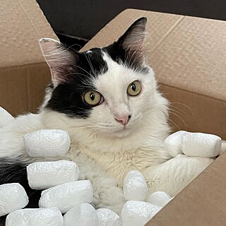 Gatos Miu, Morcega e Mu mostram realidade vivendo na Marciolândia