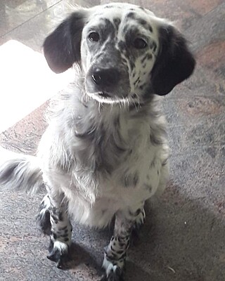 Goldmation, você conhece essa raça canina que mistura Dálmatas com ...