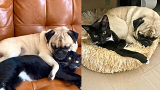 Gato resgatado fica obcecado por ser abraçado por novo irmão pug; vídeo
