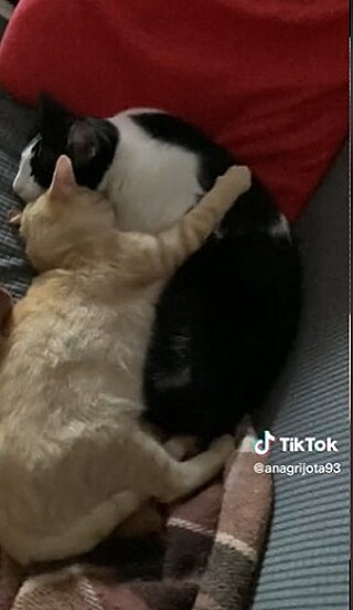 Gato amputado ganha nova família e se torna inseparável do 'irmão' mais ...