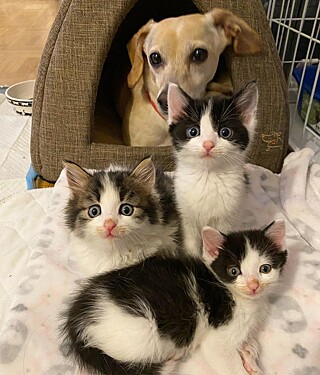 Conheça Raylan, o cão caramelo que já cuidou de mais de 150 gatinhos e ...