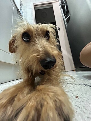 Conheça a 'nova raça' de cachorros amada pelos brasileiros: a fiapo de ...