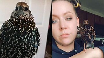 Pássaro encanta a web ao cantar música tema do filme Harry Potter