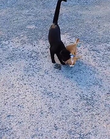 Gato sai para passear, volta para casa com o presente mais fofo e vídeo ...