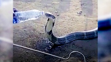 Em época de seca, cobra é filmada bebendo água de garrafinha