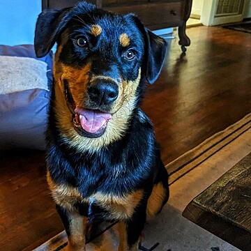 Veja como é o rottsky, o cão mistura de rottweiler com husky siberiano