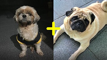 Shih-tzu e pug cruzam sem tutores saberem - veja como ficou a aparência ...
