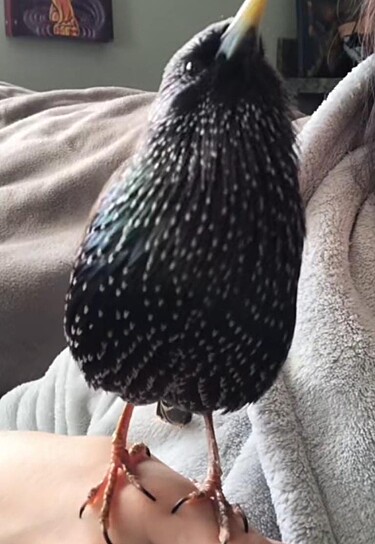 Pássaro encanta a web ao cantar música tema do filme Harry Potter