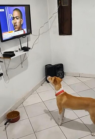 Cachorro assiste ao telejornal e late para mostrar quem é o bandido; vídeo