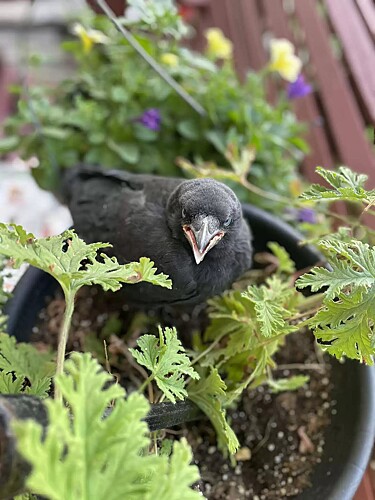 Corvo visita diariamente casal que lhe salvou e faz amizade com gata de ...