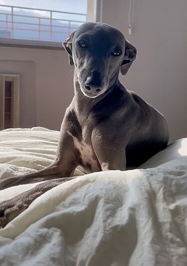 Cachorro faz cara de 'pidão' e finge passar fome para ganhar guloseimas ...