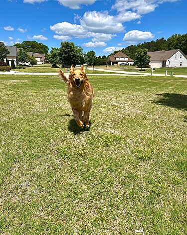 Golden retriever é flagrado em momento especial com seu brinquedo de ...