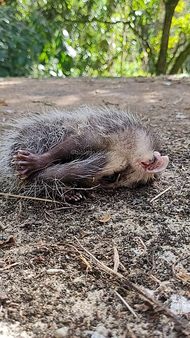 Ator do ano: Gambá se finge de morto para escapar de biólogo e vídeo ...