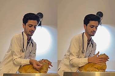 Veterinário ensina técnica para dar comprimido para gato e internet ...