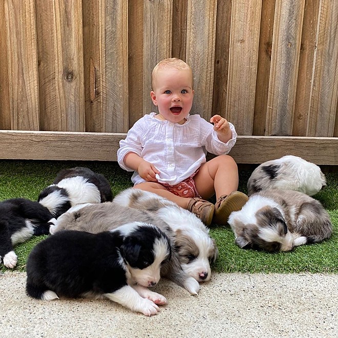 Cafeteria disponibiliza filhotes de border collie para interagir com ...