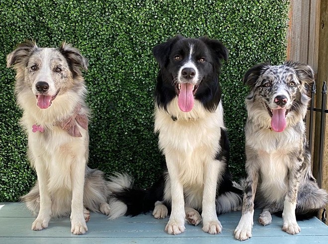 Cafeteria disponibiliza filhotes de border collie para interagir com ...