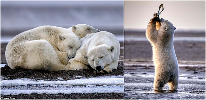 Fotógrafo faz incríveis registros de ursos polares no Ártico; veja fotos