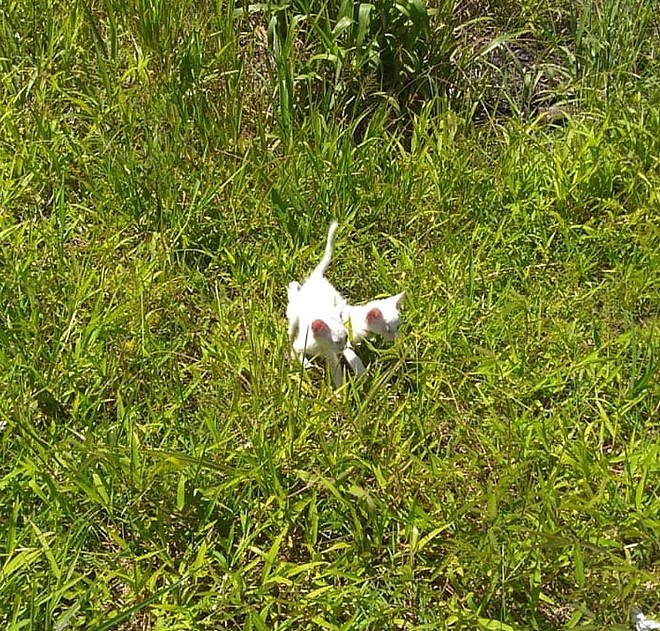 Voluntário se emociona ao rever gata que resgatou em mata de São Paulo ...