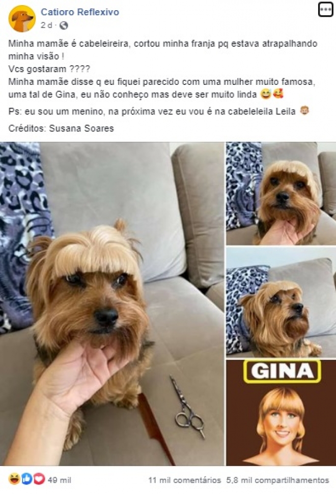 Dona corta franjinha de seu cão yorkshire e internautas o associam ao visual da mulher dos ...