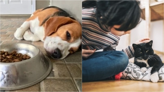 O que é disbiose intestinal em animais de estimação? Médica veterinária ...