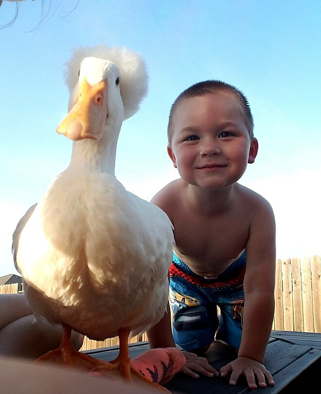 Pato de estimação faz amizade com bebê de família e agora até banho ...