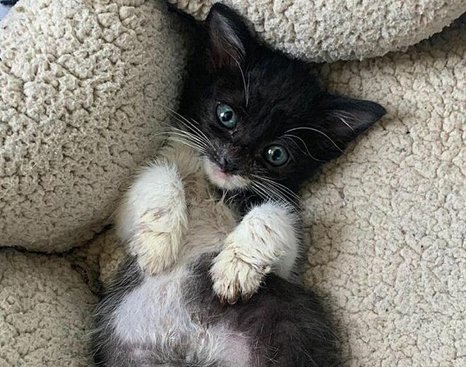 Gato debilitado é salvo por voluntária, animal cresce e se torna um ...