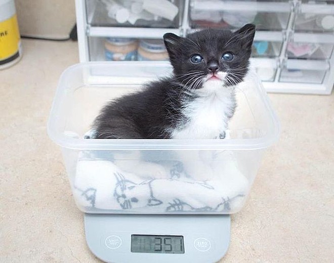Gato debilitado é salvo por voluntária, animal cresce e se torna um ...