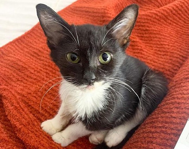 Gato debilitado é salvo por voluntária, animal cresce e se torna um ...