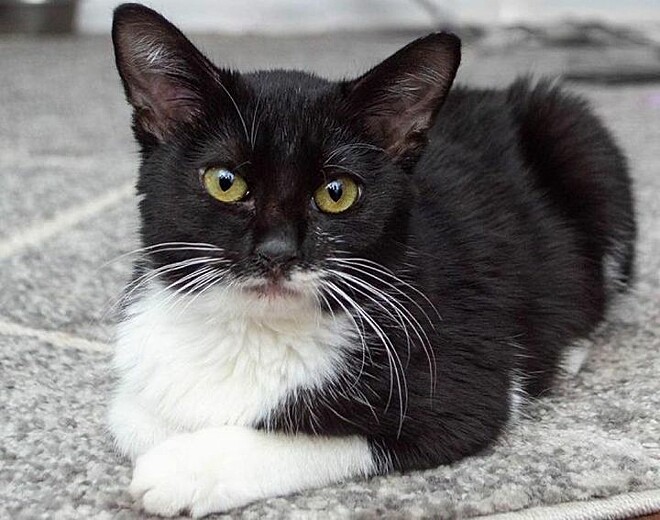 Gato debilitado é salvo por voluntária, animal cresce e se torna um ...