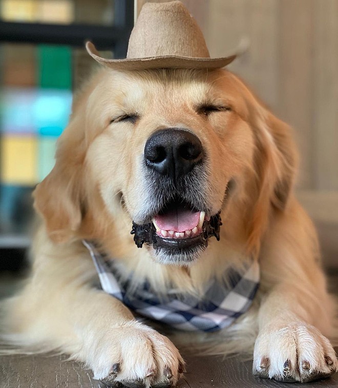 Conheça Marshall, o cachorro golden retriever de Joe Rogan