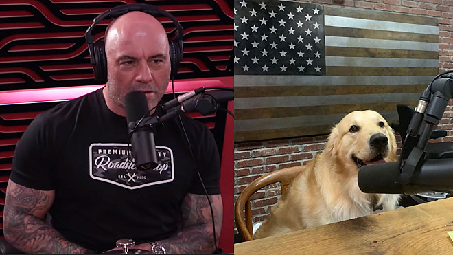 Conheça Marshall, o cachorro golden retriever de Joe Rogan
