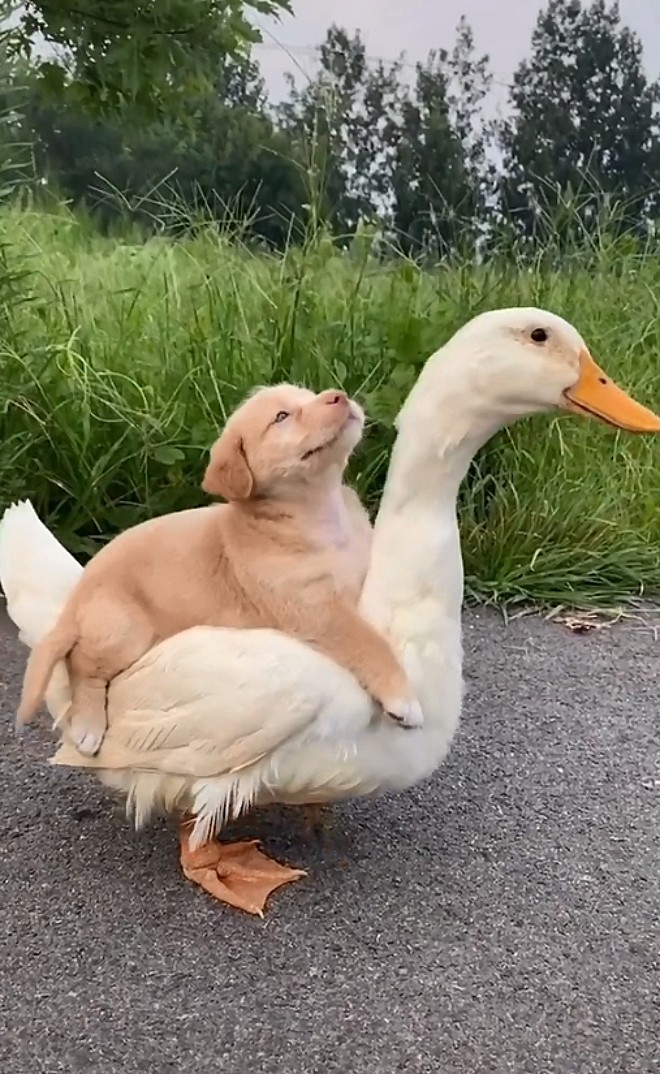 Pato e cachorro se tornam melhores amigos e protagonizam cenas adoráveis