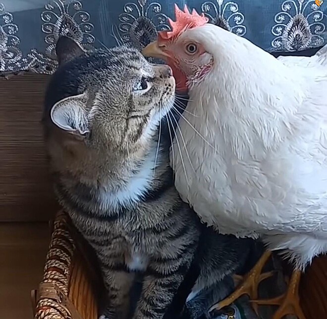 Gato e galinha encantam a web com sua amizade inseparável: 'A coisa ...