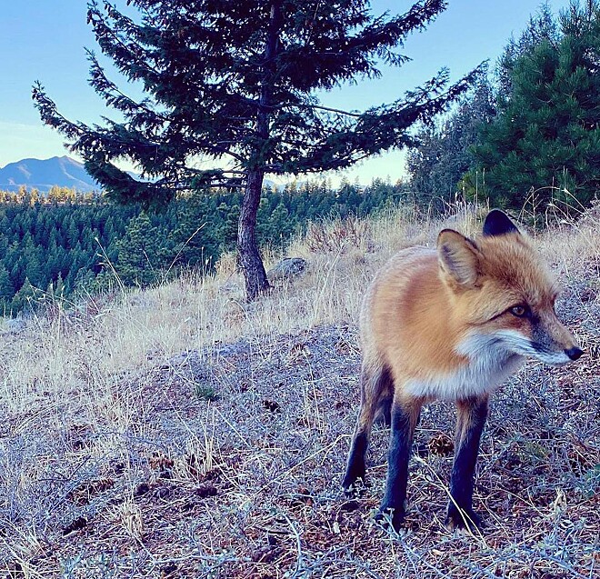 Raposa selvagem visita homem toda vez que ele toca banjo na floresta e ...