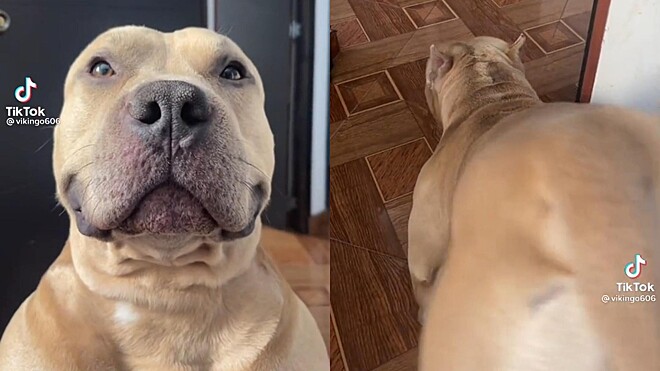 Cachorro bomba na web rebolando ao som de Envolver: 'Melhor que a Anitta'