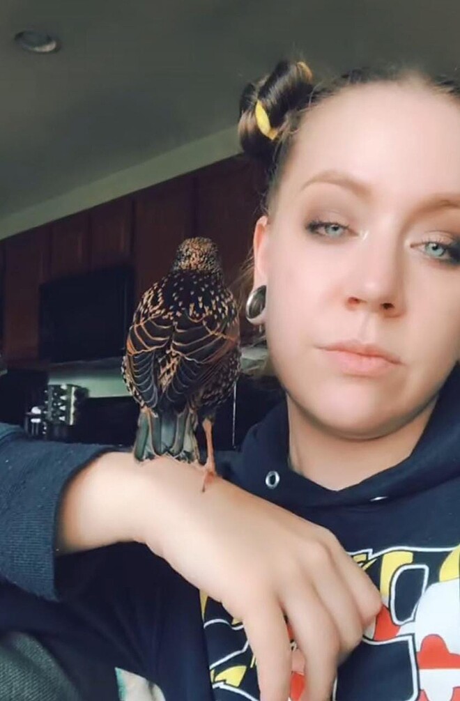 Pássaro encanta a web ao cantar música tema do filme Harry Potter