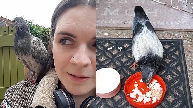 Vídeo de amizade inesperada entre pombo e mulher ganha 14 milhões de ...